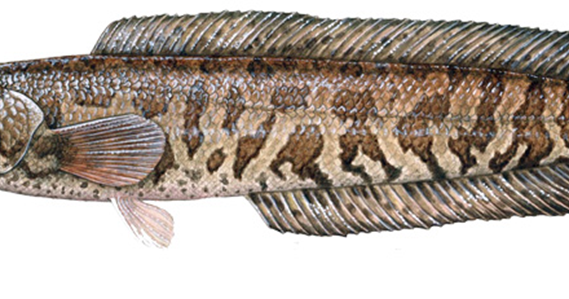 West Neck Creek Ramblings: Bowfin? Snakehead? The Jury Is Still Out