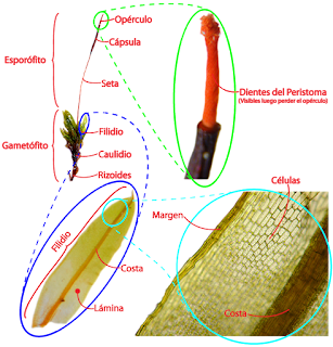 Flora de Puerto Rico Ilustrada Papo Vives: MUSGOS MORFOLOGÍA