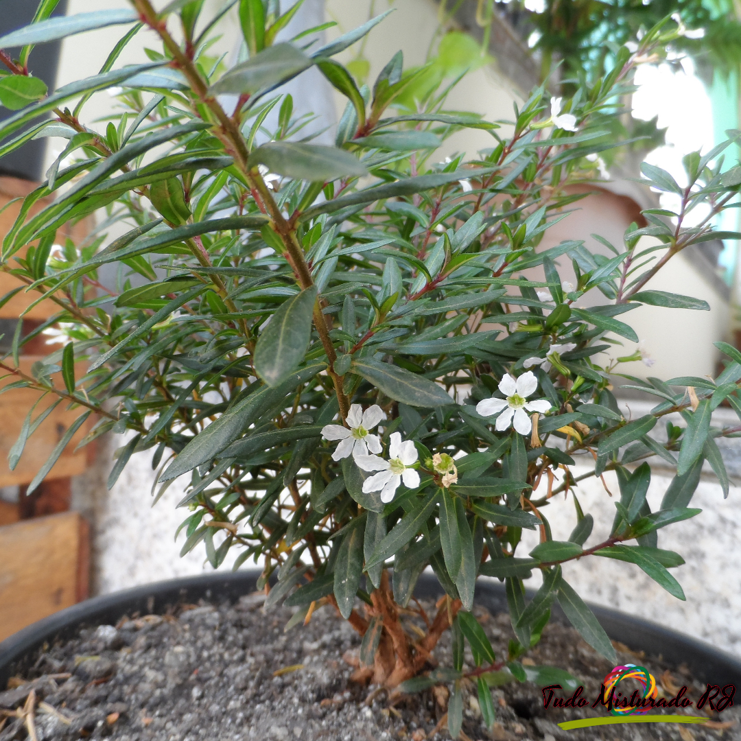 Falsa Érica ou Érica de Jardim