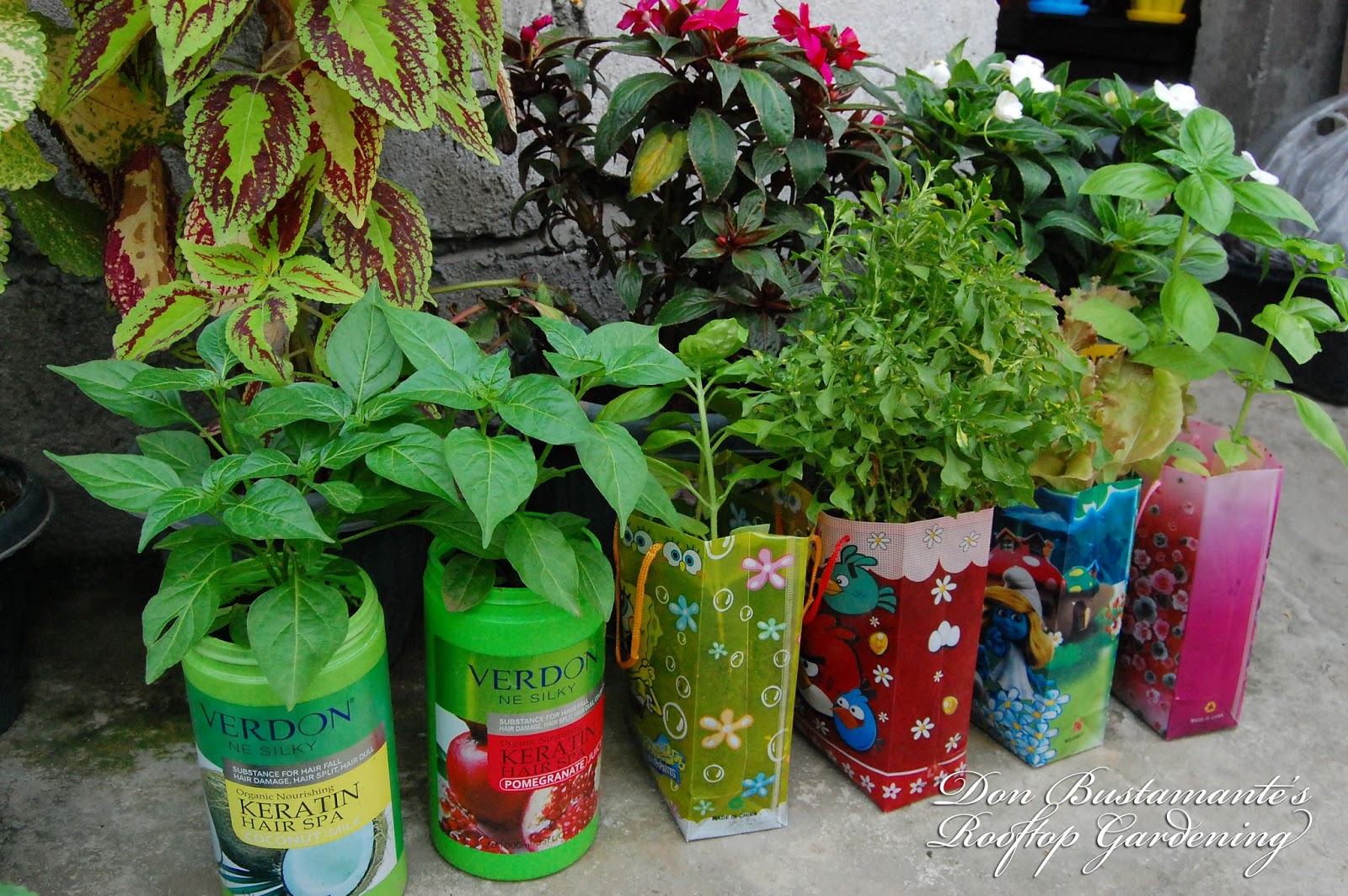 Don Bustamante's Rooftop Garden: Mga Benepisyo Sa Pagkakaroon ng ...