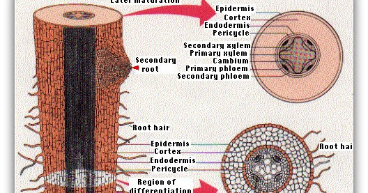Struktur dan Fungsi Akar Tumbuhan