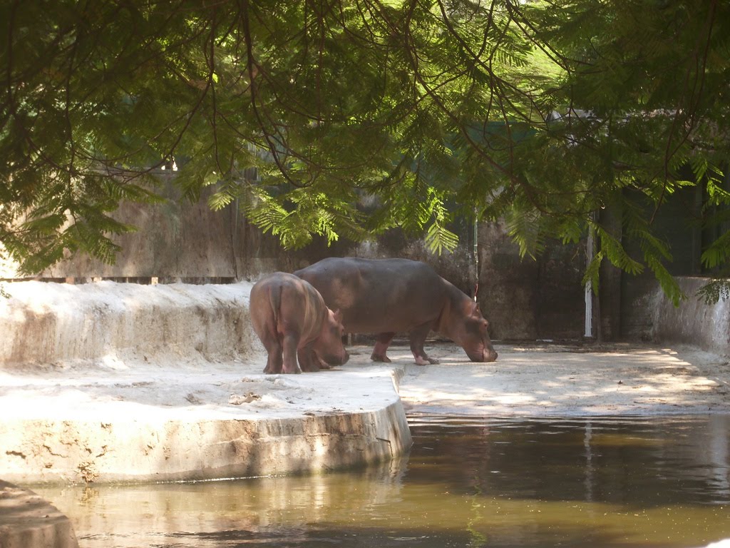 The Circus "NO SPIN ZONE": Giza Zoo--Cairo, Egypt