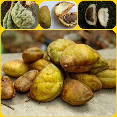 Layyin al-Harir...: Buah Katak