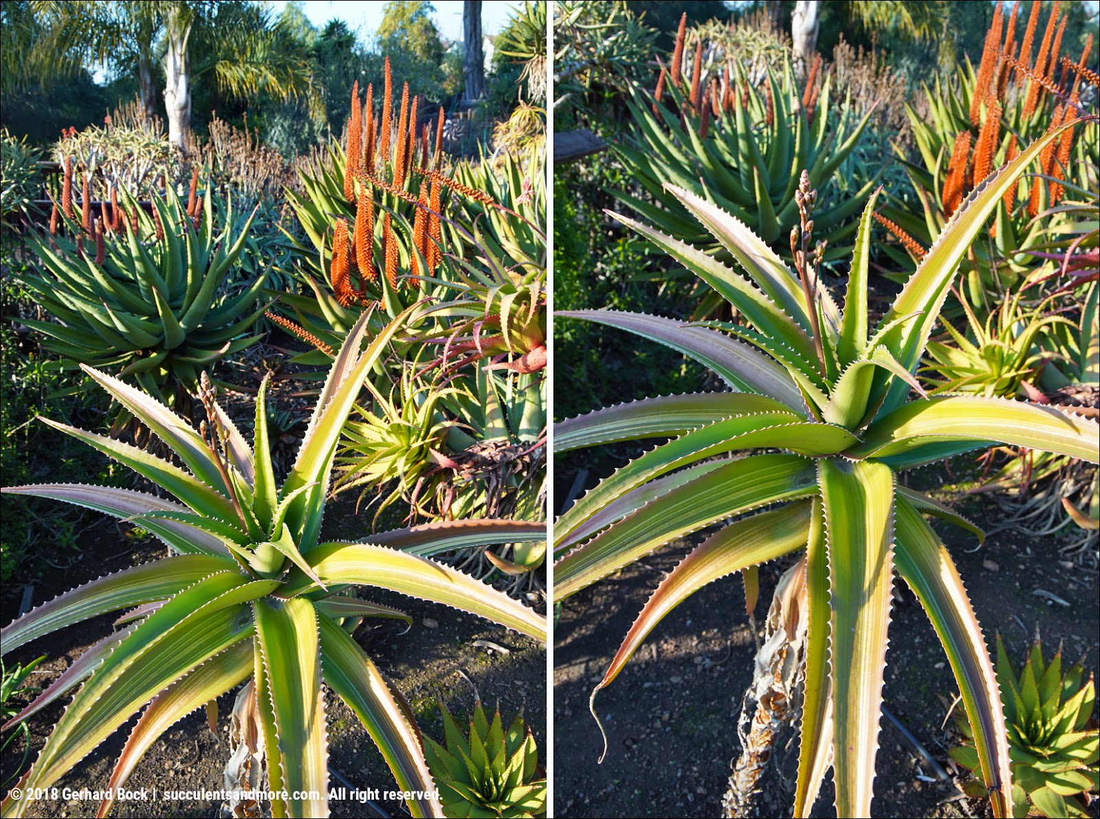 John Miller's Oakland aloe garden (Institute for Aloe Studies)