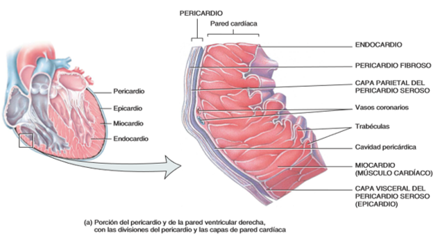 FISIOLOGÍA CARDIACA