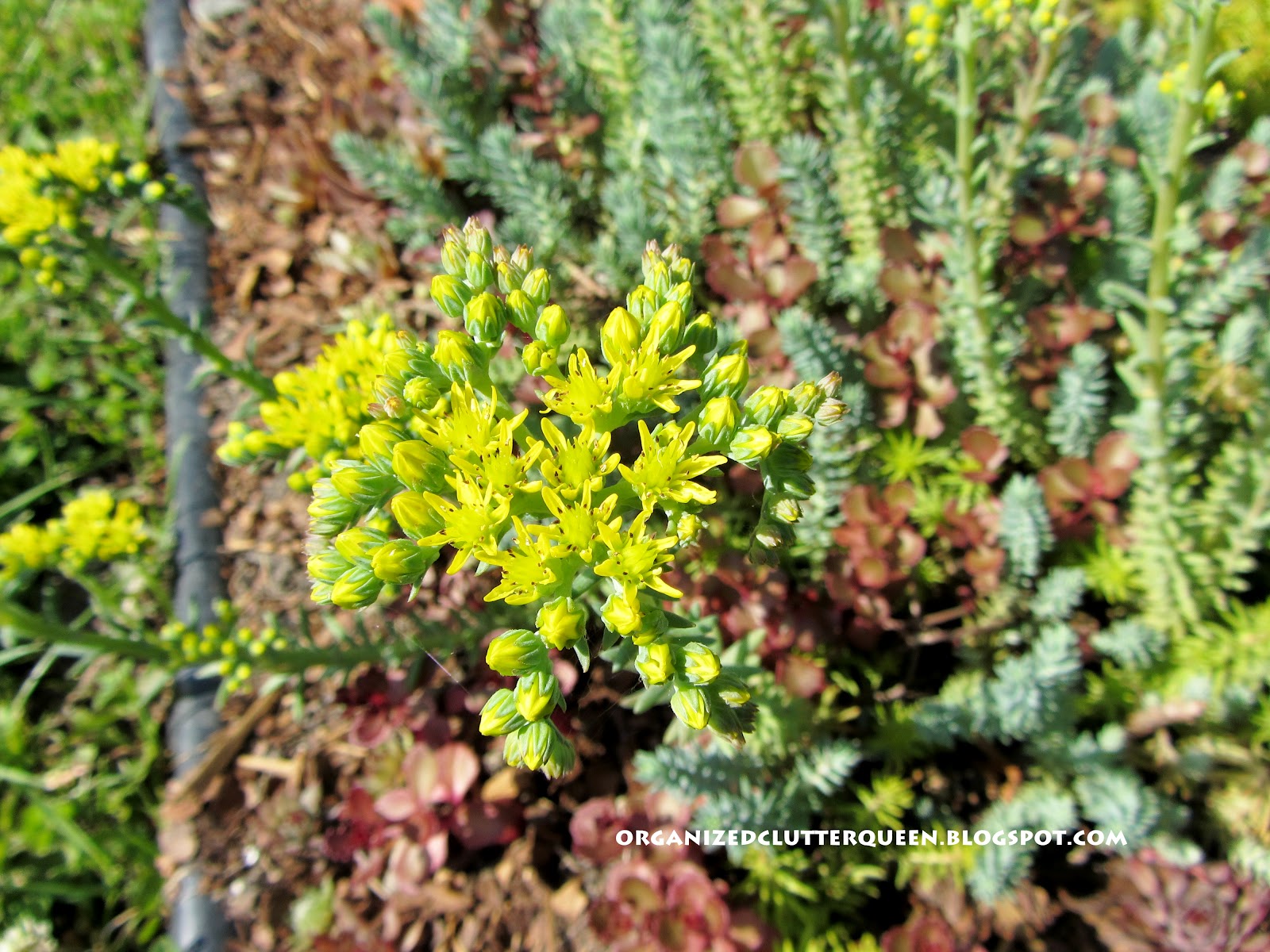 Sedum Lovin' - Organized Clutter