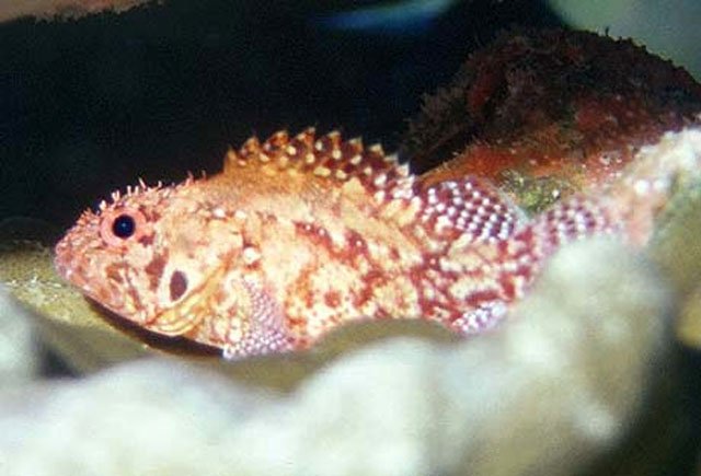 D' Ocean Aquarium: Scorpionfish