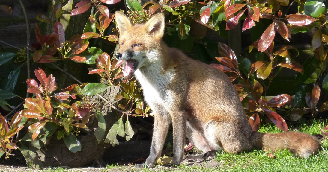 Wirral Wildlife Blog: More Notes From A Wirral Garden