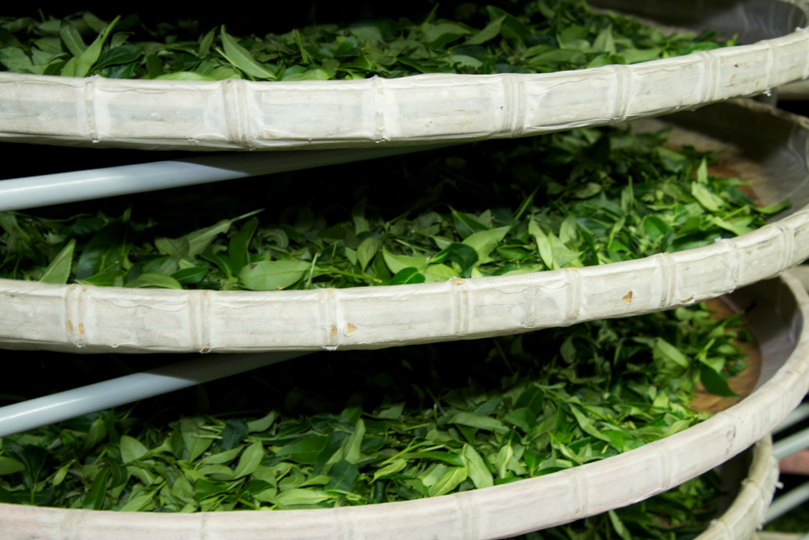 Floating Leaves Tea: Taiwan Tea Tour, Alishan Tea Processing - Part I