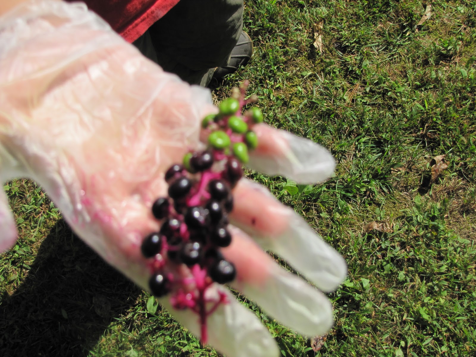 CHILD IN HARMONY: PLAYING WITH POKEWEED