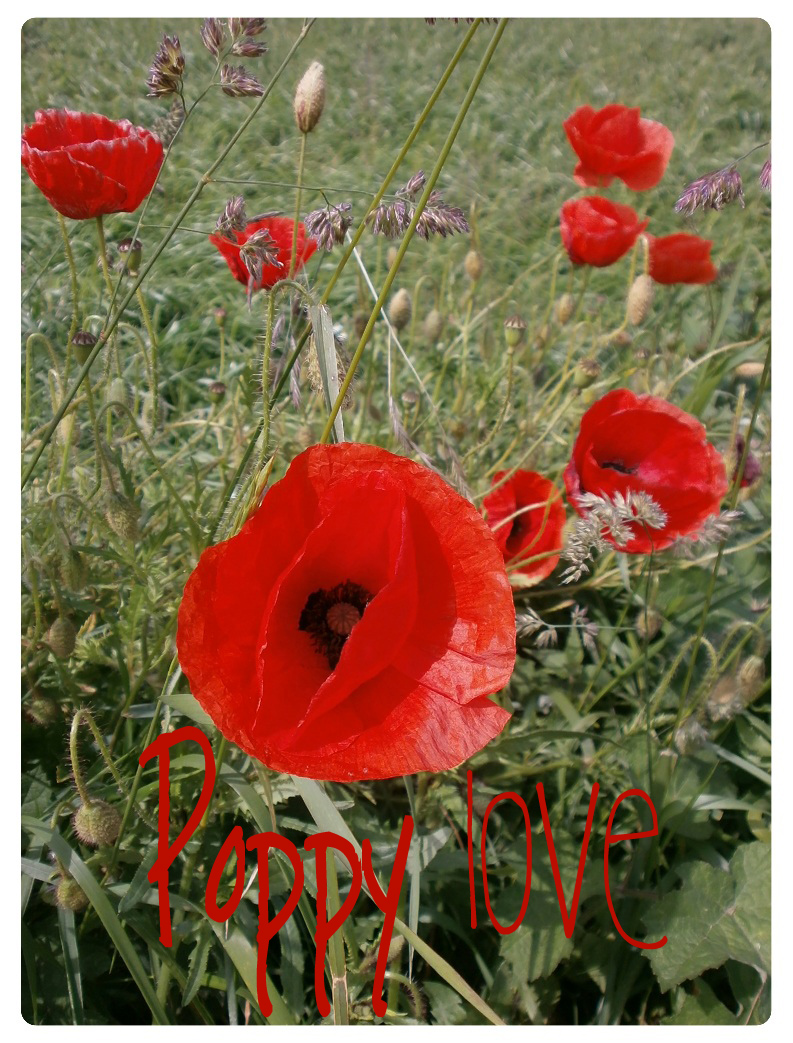 Just a peek into my heart: POPPY LOVE