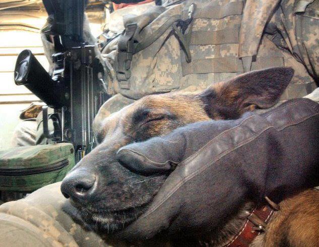 Soberana Compañía de LOYOLA Prensa : Los perros de la guerra de Malvinas.