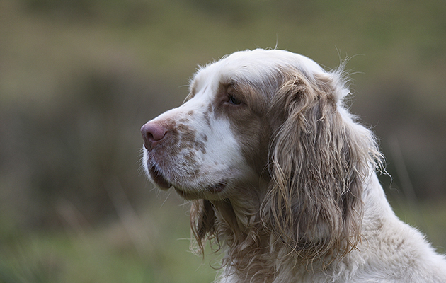 Everything about your Clumber Spaniel - Luv My Dogs