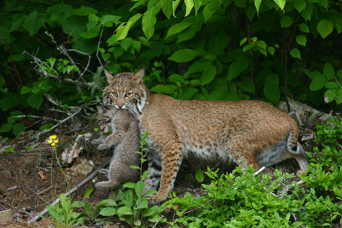 El ojo del buitre: Felinos - Lince rojo (Lynx rufus)