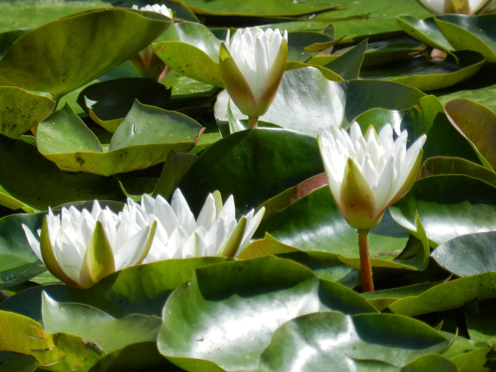 Prairie Rose's Garden: The #1 Japanese Garden in the U.S.?