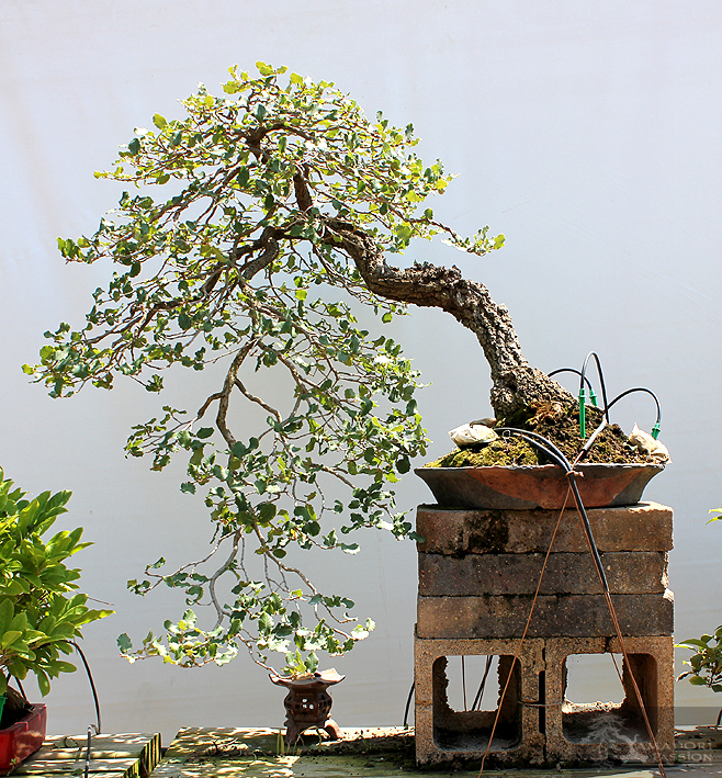 Yamadori Passion: Roble, Carvalho, Oak tree. (Quercus Humilis) (XIII)