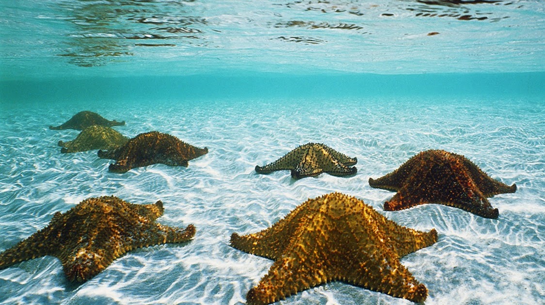 Beautiful animated wallpapers |See To World