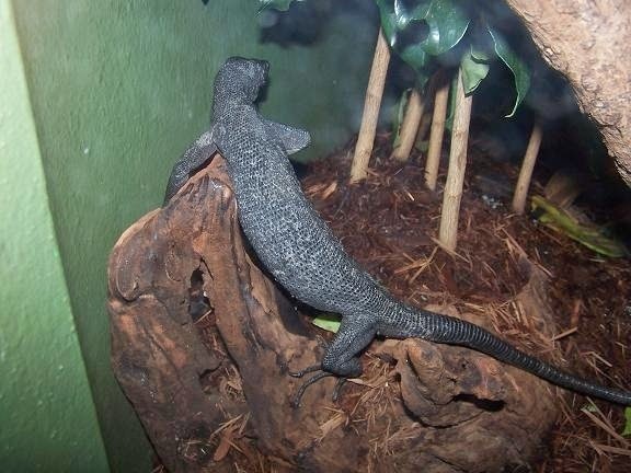 Jenis - jenis atau Macam - macam Varanidae / Varanus / Varanatic ...