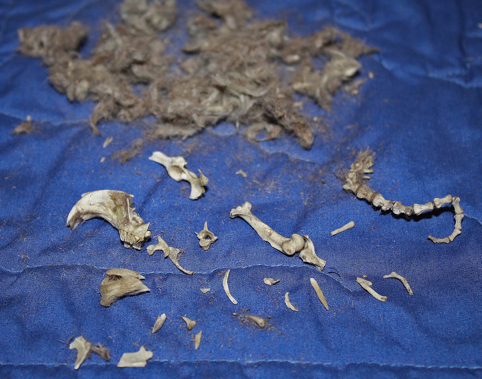 Nature Knitter: Dissecting an Owl Pellet