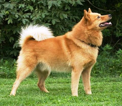 About Dog Finnish Spitz