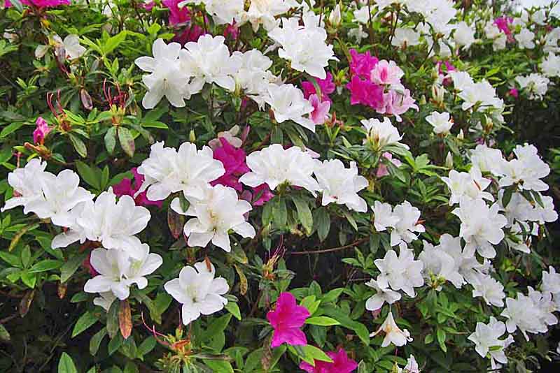 Ryukyu Life: Flower Photos: 2017 Azalea Festival Higashi Village Okinawa