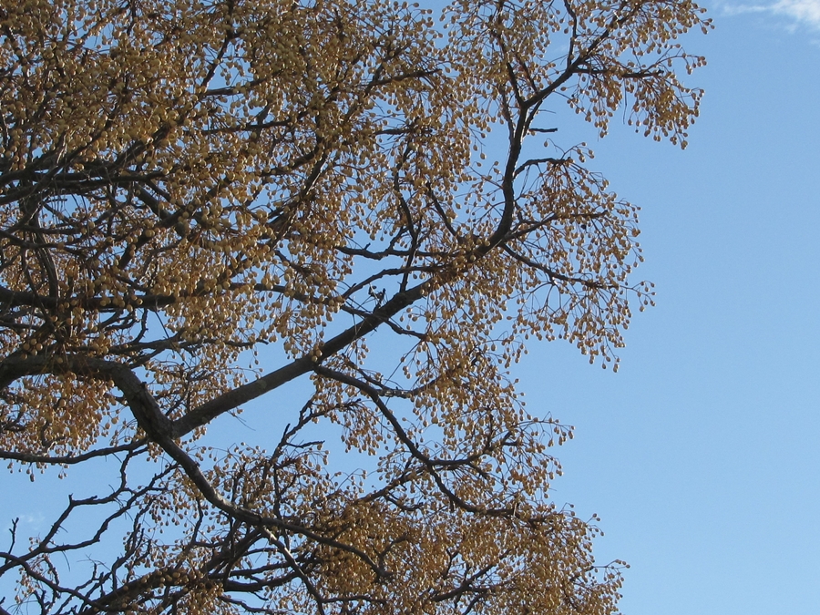 photographing New Zealand: the trees of Napier