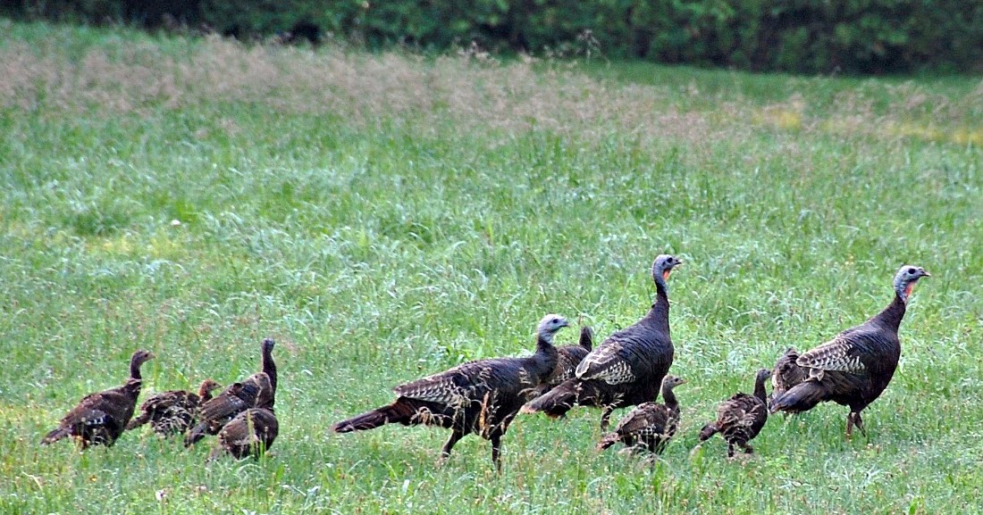 Content in a Cottage: Wild Turkey Family