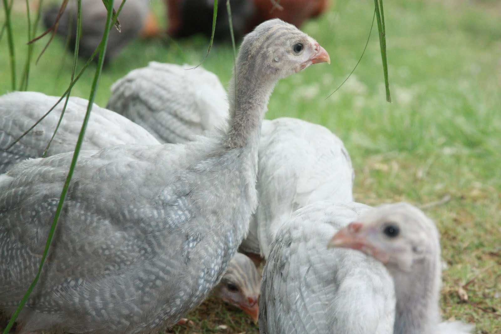 Heirloom Gardening in North Salem