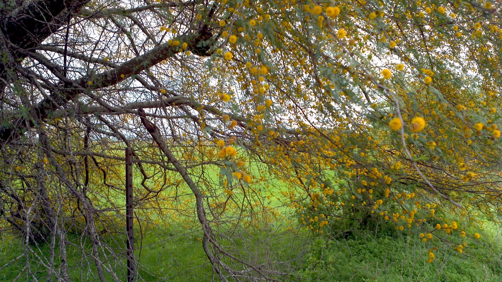 Lumbering along with Ursula - And Ranching with the Hermits: Now I'm a ...