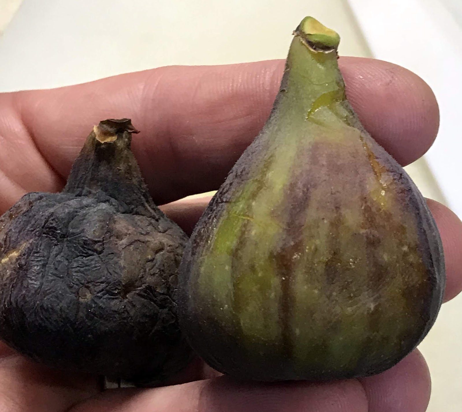 Daniel's Pacific NW Garden: Smith Fig. Hardy Chicago Fig. 10.2.18