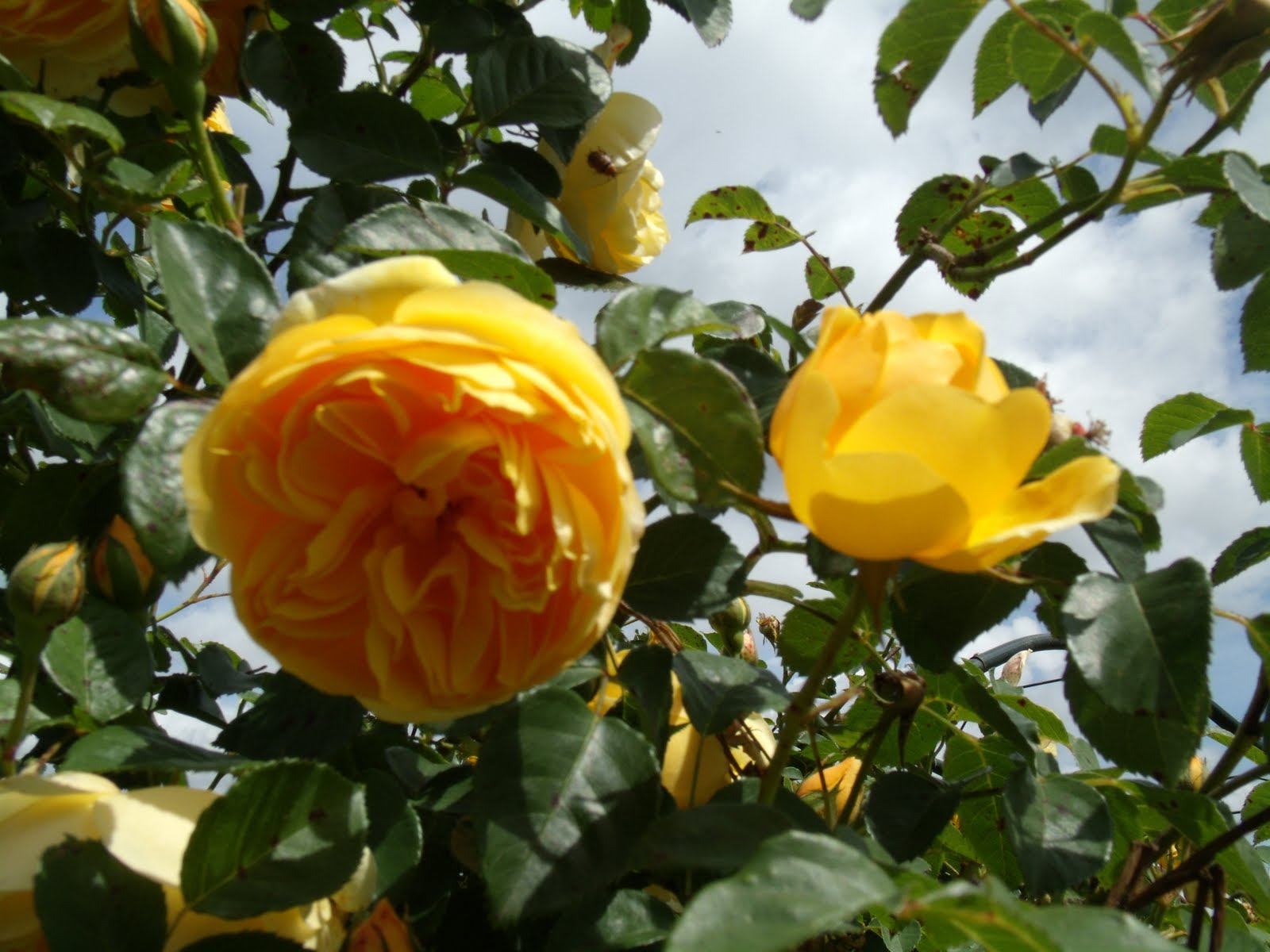 "Eurimbla" Roses: Golden Celebration