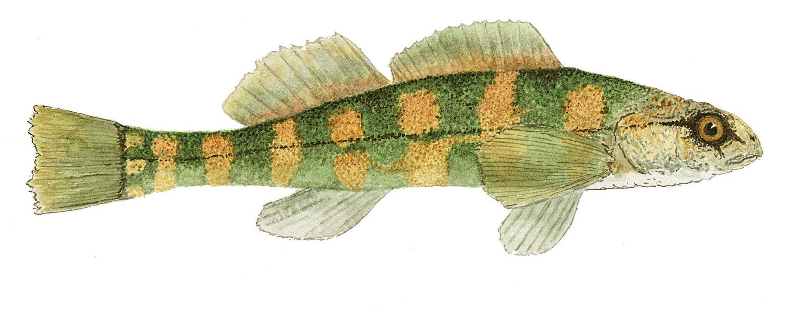 Daily Painters of Pennsylvania: 'Watercolor Study of a Candy Darter ...