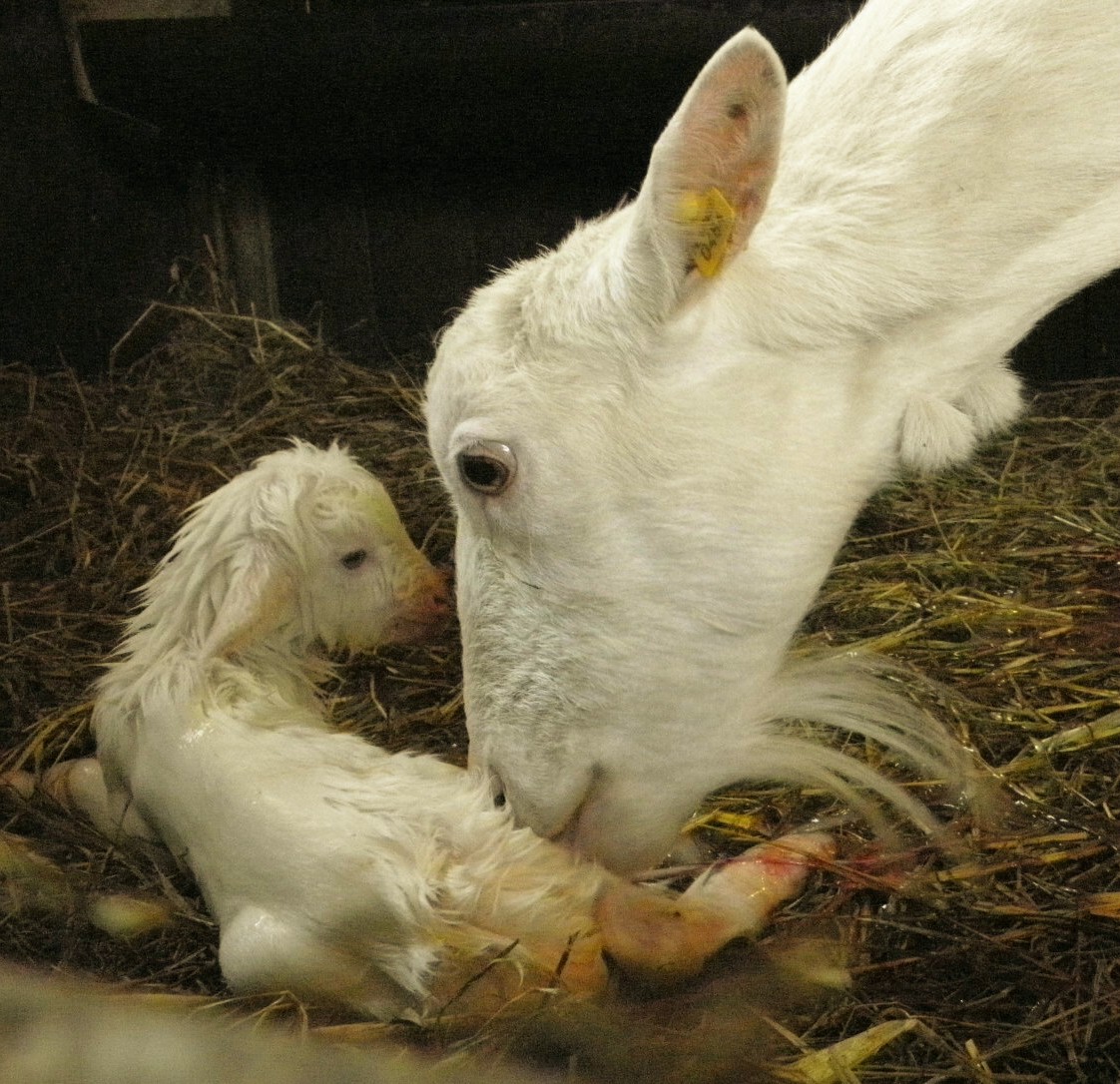 kinderboerderij winschoten: jonge geitjes