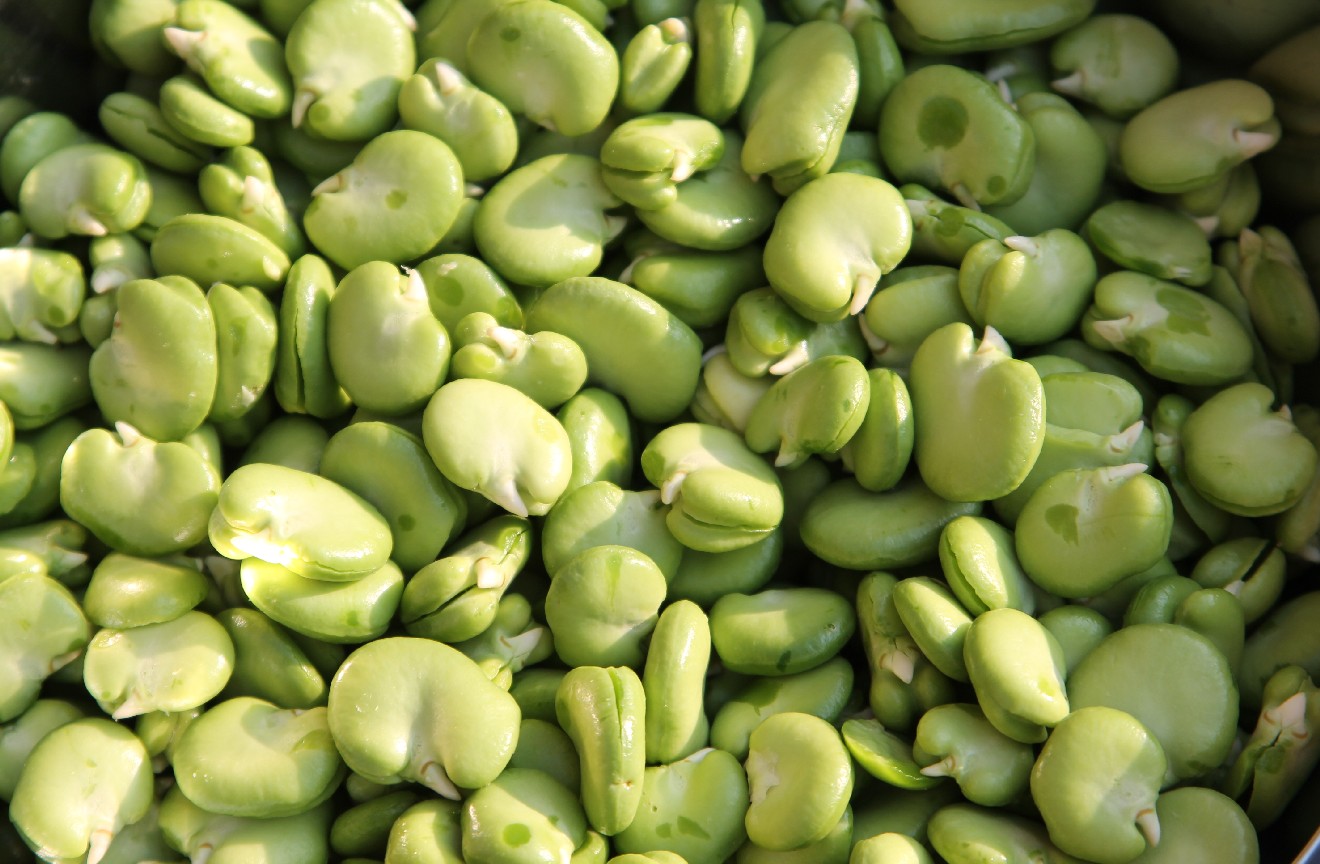 un Jardin-Potager en Hesbaye: Fèves des marais