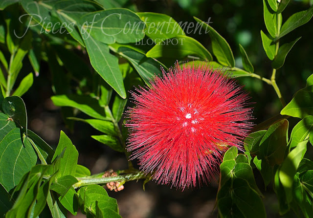 Pieces of Contentment: Treasures at the Park