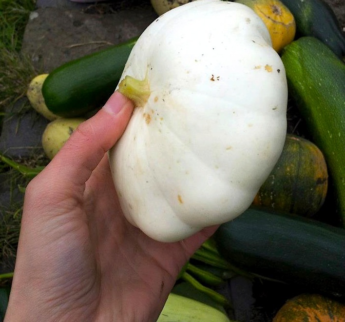 Possumology: Courgette & summer squash overload