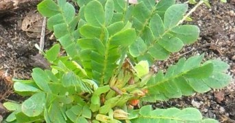 16 Khasiat Rumput Kebar Untuk Kesehatan | Khasiat