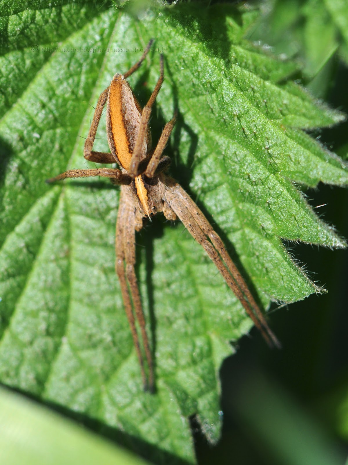 Macrophoto plaisir passion: La Pisaure admirable, Pisaura mirabilis