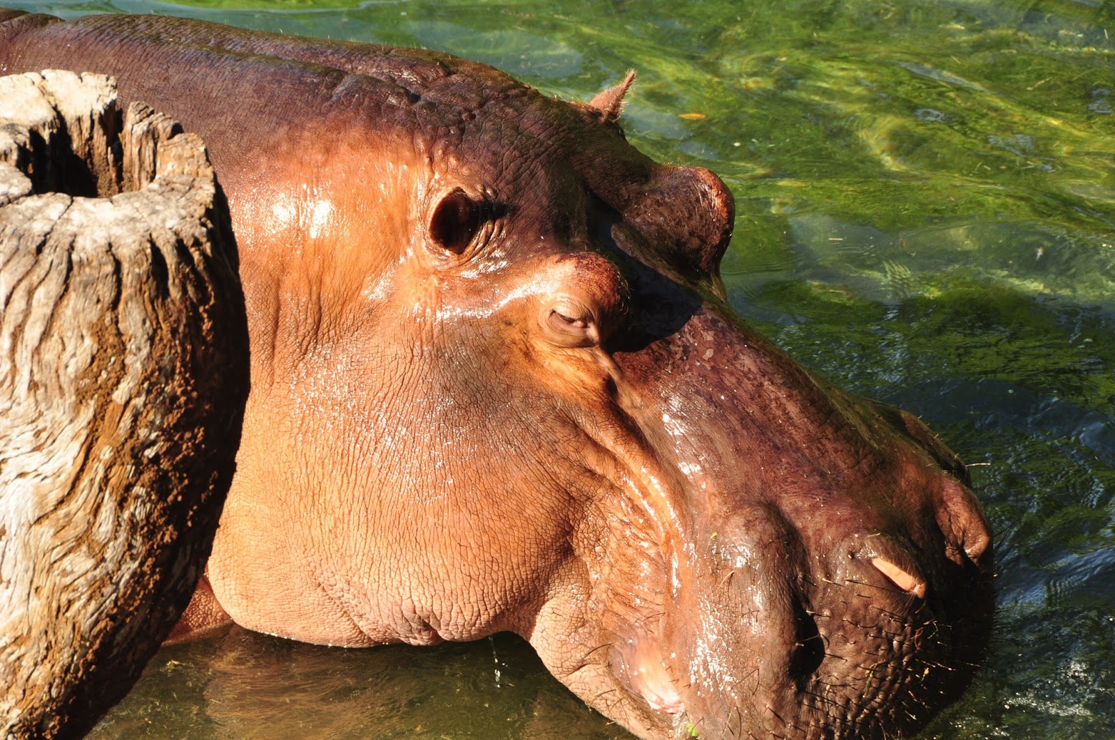 Disney Tidbits from a Disney Nut: Throwback Thursday! Hungry Hungry ...