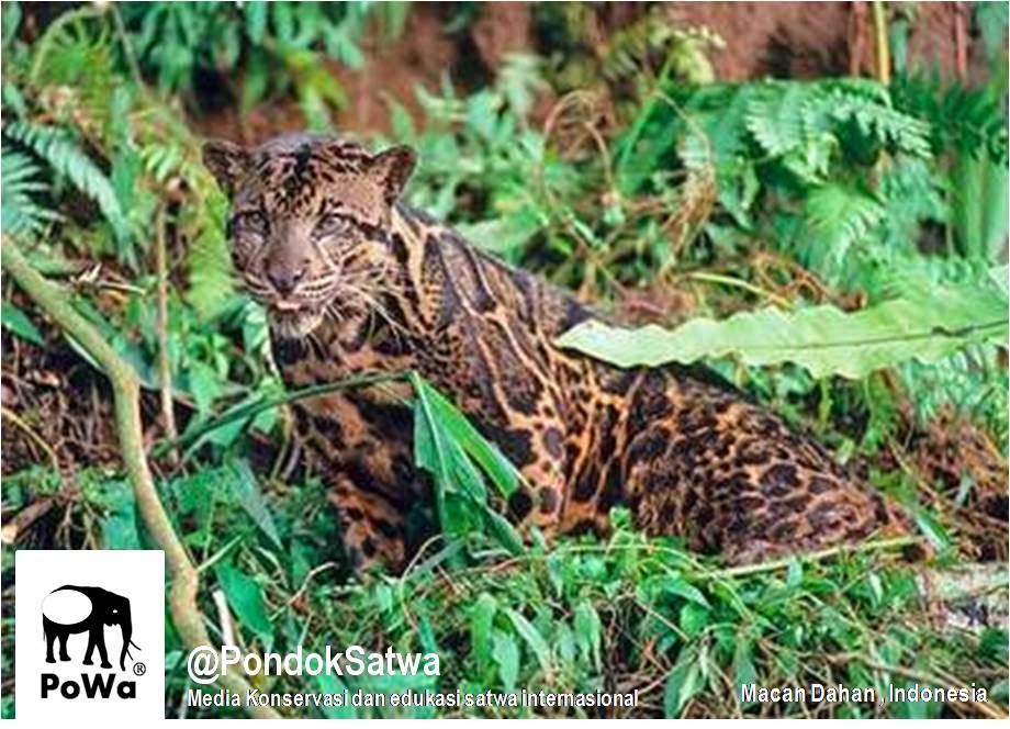Pondok Konservasi Satwa