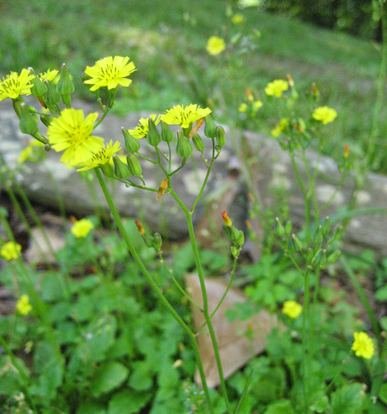 Discovering His Creation: Japanese Hawkweed (Youngia japonica)