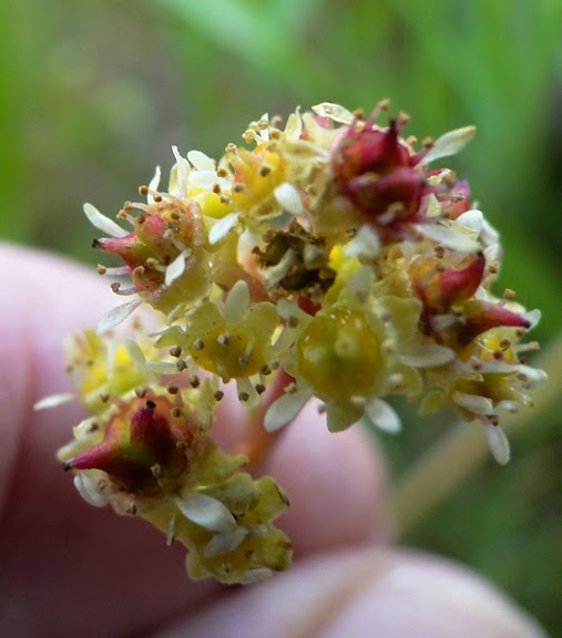 Slatsz' plant photo-biography: Micranthes nidifica, peak saxifrage ...