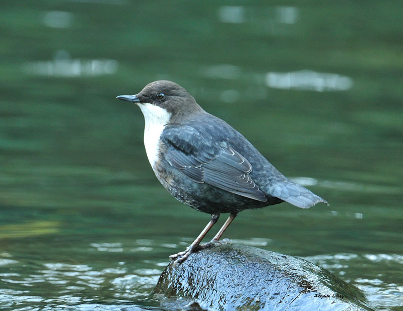 Birders' Photographs: October 2011