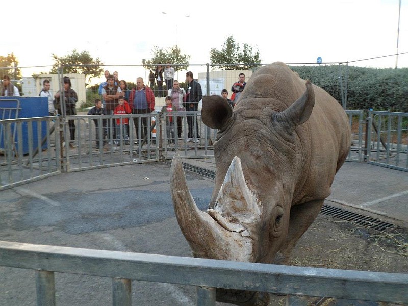 El Hurgador [Arte en la Red]: Rinocerontes (XLVII) - En el circo
