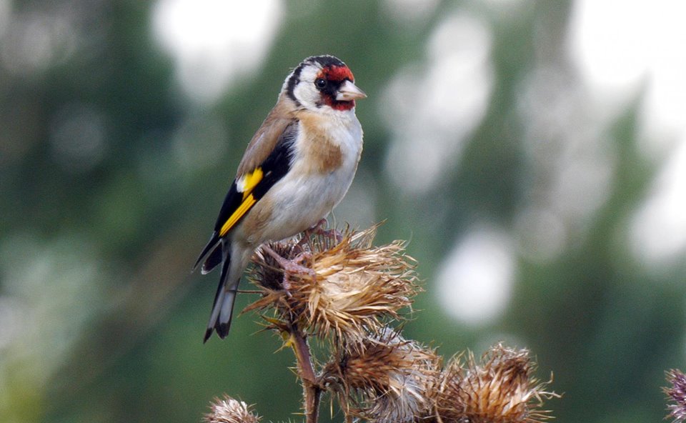 El Jilguero Parva: Carduelis Carduelis Británica, el Jilguero Británica