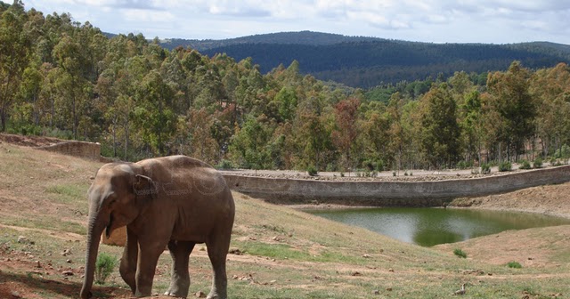 Hipogeo: Animales africanos