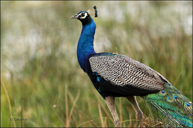 WILPATHTHU NATIONAL PARK