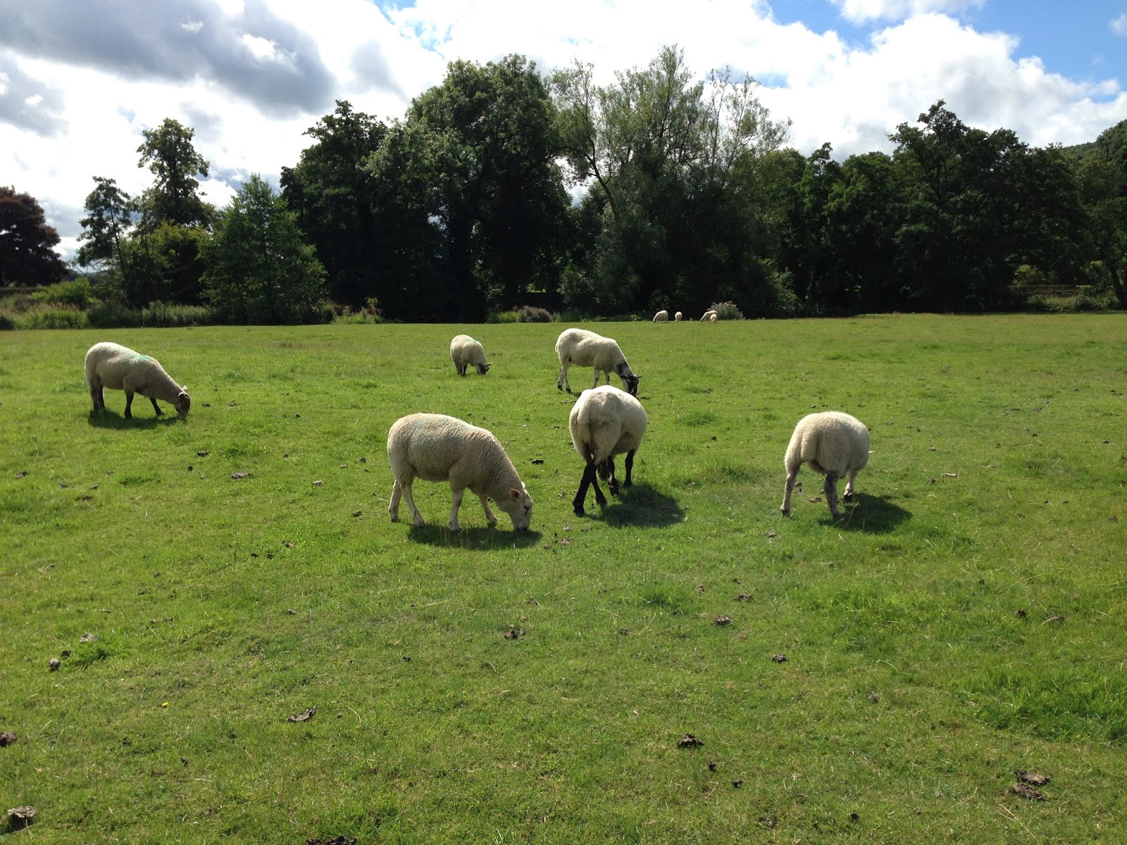 Are we nearly there yet? : I am a sheep