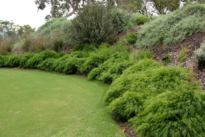 Bush Magik: Acacia Mini Cog