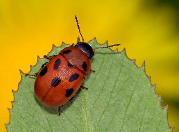 Poljoprivredna riznica: Velika štetočina lucerke –Lucerkina buba ...